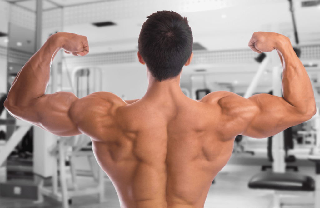 Anatomie des Muscles du Dos : Les Meilleurs Exercices Pour le Dos