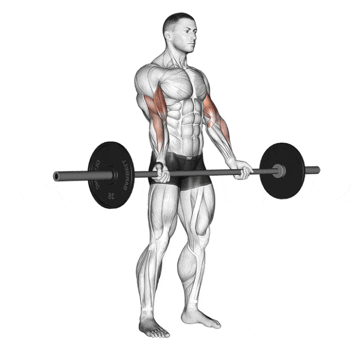 Les 10 Meilleurs Exercices pour les Biceps - Boxlife