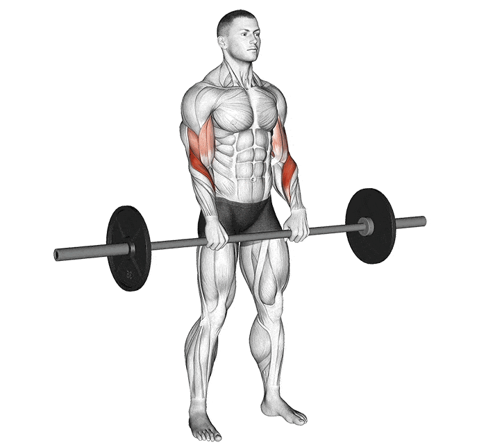 Les 10 Meilleurs Exercices pour les Biceps - Boxlife