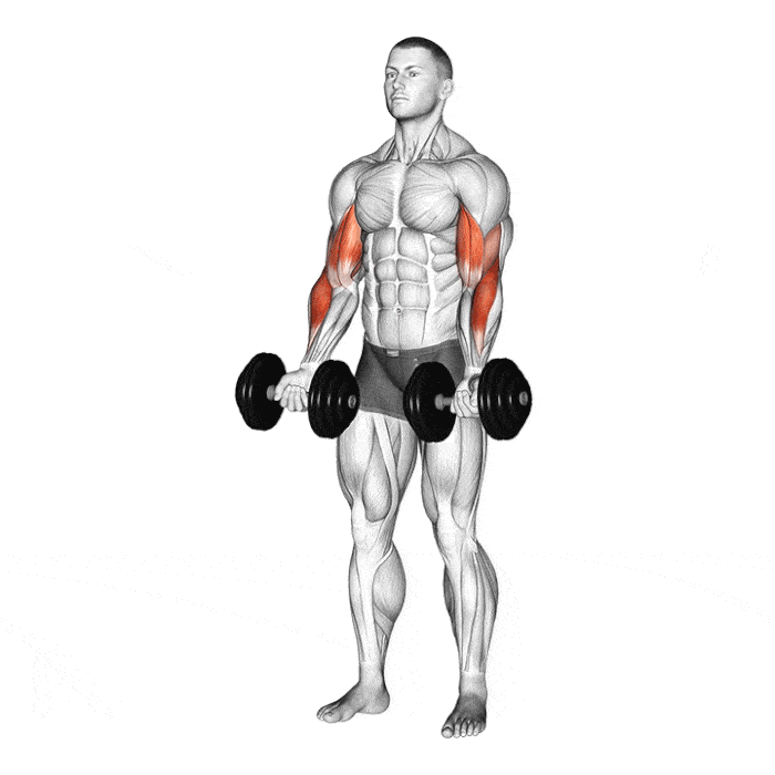 Exercice Biceps Maison Haltere | Ventana Blog