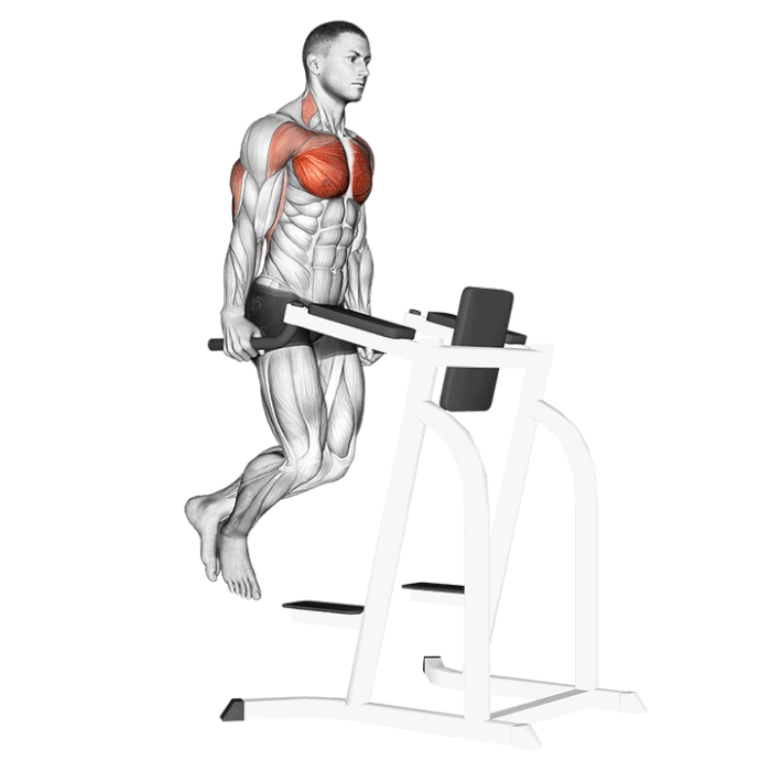 Les 10 Meilleurs Exercices pour les Pectoraux - Boxlife