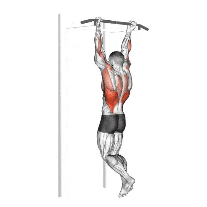 Tractions en Pronation : L'Exercice Idéal pour un Dos Enorme