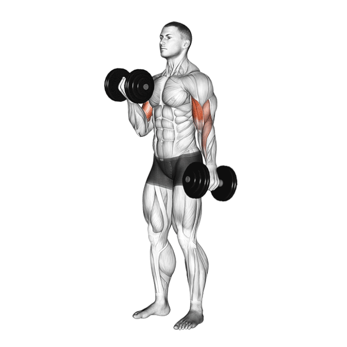 Curl Poulie Basse : L'Exercice Idéal pour Exterminer vos Biceps Curl Poulie Basse : L'Exercice Idéal pour Exterminer vos Biceps