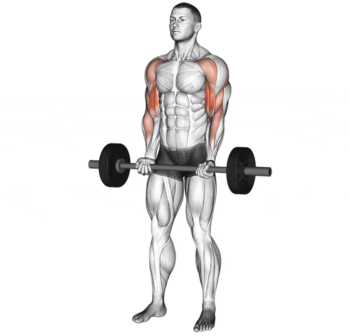 Drag Curl : Un Exercice pour vous Bâtir des Biceps Solides