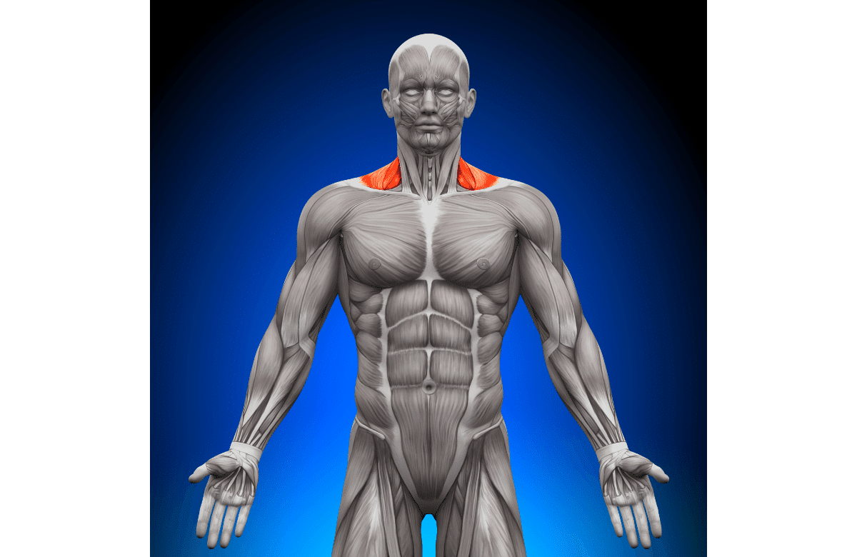 Upright Rows: Everything You Need To Know - BoxLife