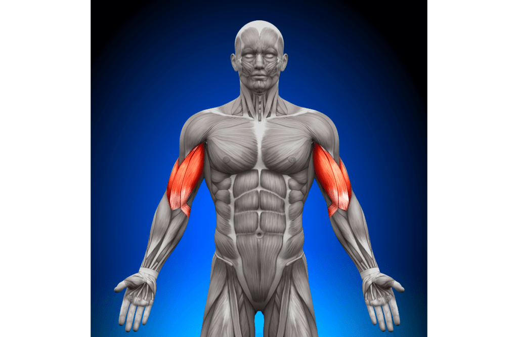 The 13 Most Effective Bicep Stretches - BoxLife Magazine