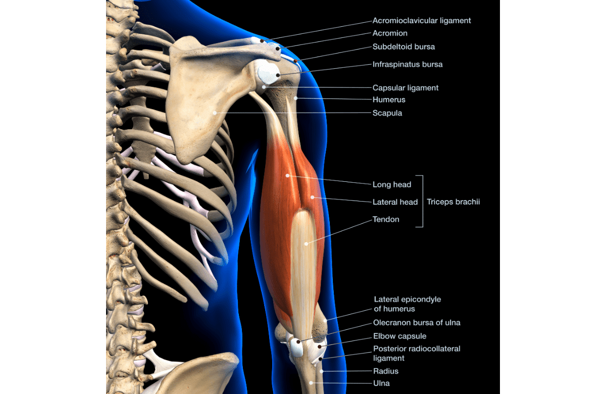 10 Most Powerful Lateral Head Tricep Exercises - BoxLife