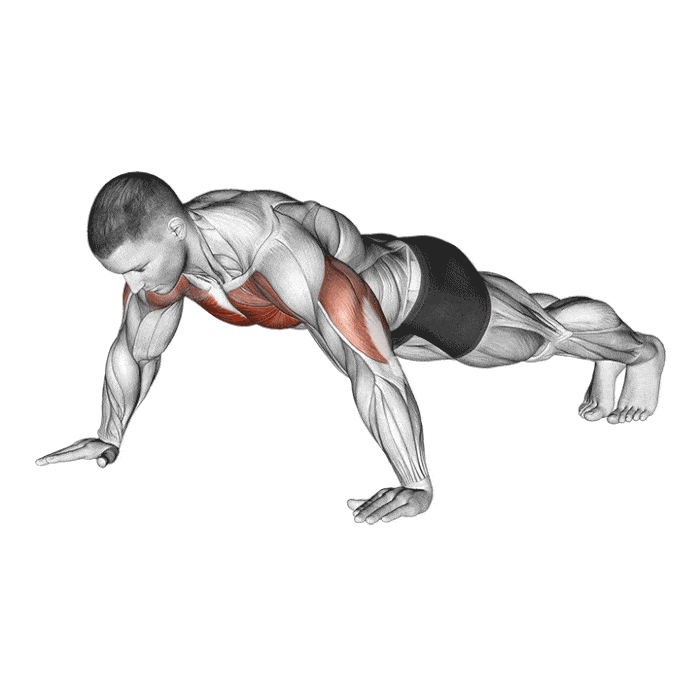 Pompes en Musculation : Comment Développer des Pectoraux en Fer