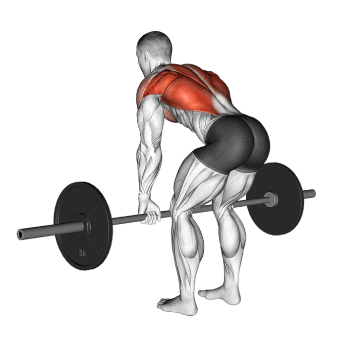 Les 6 Meilleurs Exercices Pour Muscler Votre Dos avec une Barre