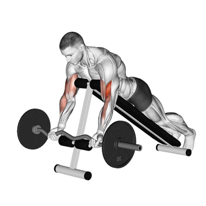 Curl Pupitre (Curl Larry Scott) : Isolation des Biceps