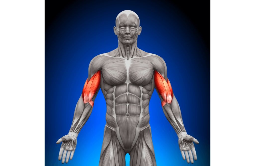 11 Best Dumbbell Arm Workouts For Every Levels - BoxLife