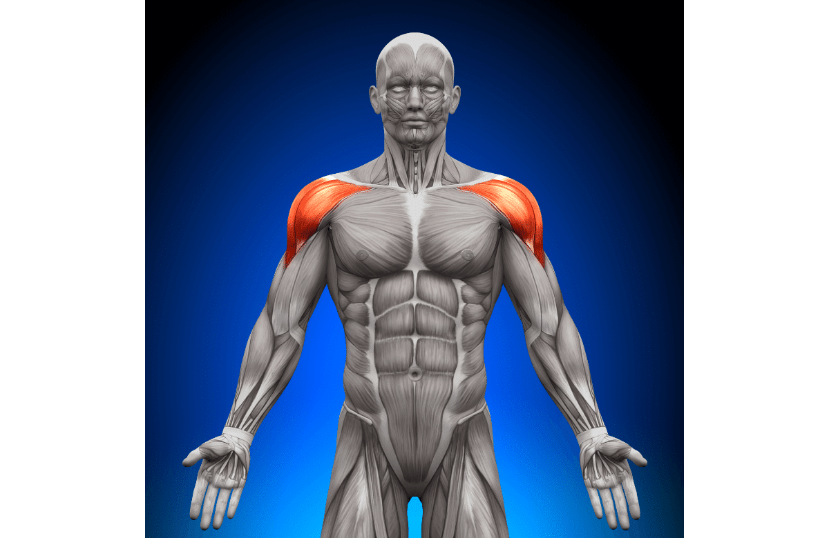 11 Best Dumbbell Arm Workouts For Every Levels - BoxLife