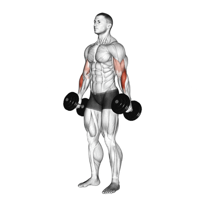 Top 8 Exercices Bras pour des Biceps et Triceps en Fer