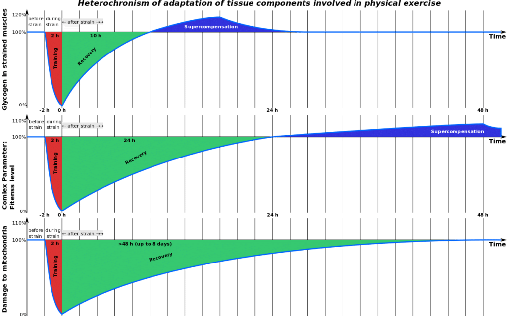 Why the Best Athletes Never Skip Deload Weeks: The Science Behind It ...